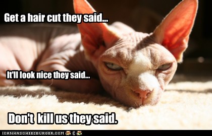 Get a hair cut they said... - Lolcats - lol | cat memes | funny cats ...