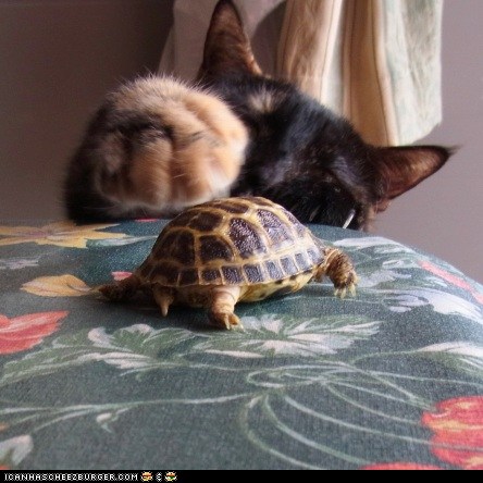 Cyoot Kitteh of teh Day: The Teenage Mutant Ninja Turtles' Greatest Foe ...
