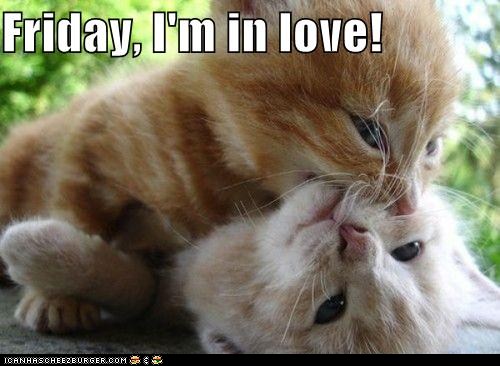 Classic LOLcat - Lolcats - lol | cat memes | funny cats | funny cat ...