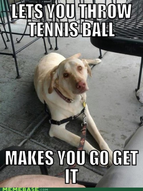 Steven Dog Meme