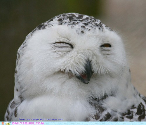 Daily Squee - snowy owl - Cute Animals in the Cutest Pictures Ever and ...