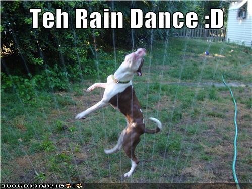 I Has A Hotdog - Rain Dance - Funny Dog Pictures | Dog Memes | Puppy ...