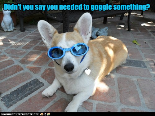 What's a Google? - I Has A Hotdog - Dog Pictures - Funny pictures of ...