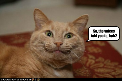 Lolcats - insane - LOL at Funny Cat Memes - Funny cat pictures with ...