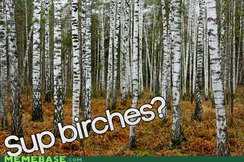 Puns - birch - Funny Puns - Pun Pictures - Cheezburger