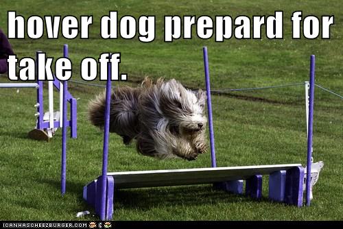 I Has A Hotdog - agility - Funny Dog Pictures | Dog Memes | Puppy ...