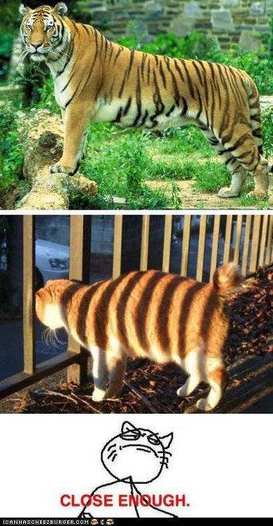 How a Cat Becomes a Tiger - I Can Has Cheezburger?