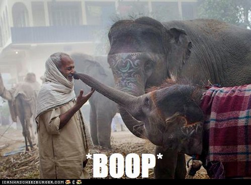 The Most Epic of Nose Boops - I Can Has Cheezburger?