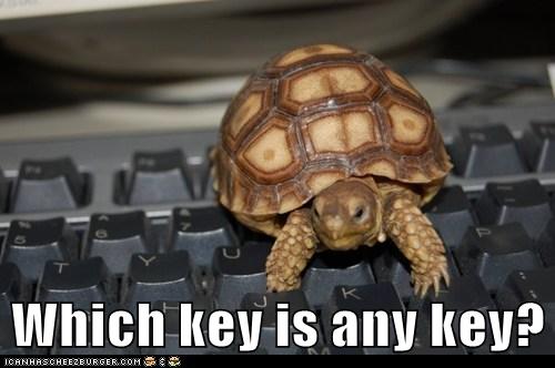 I Can Has Cheezburger? - slow - Page 4 - Funny Animals Online - Cheezburger