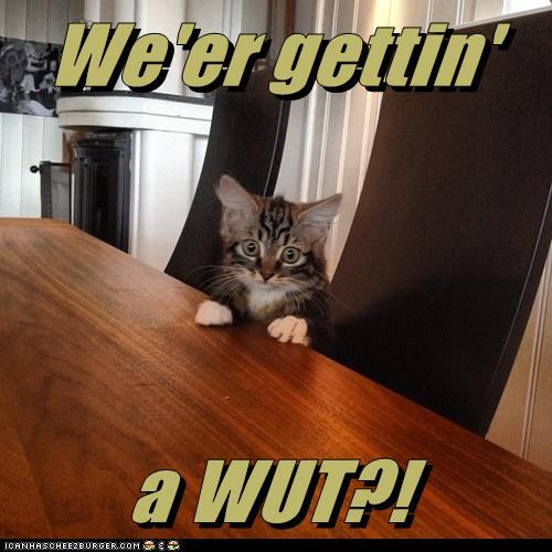 WUT?! - Lolcats - lol | cat memes | funny cats | funny cat pictures ...
