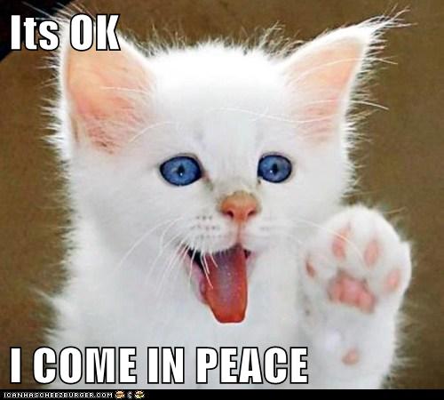 I COME IN PEACE - Lolcats - lol | cat memes | funny cats | funny cat ...