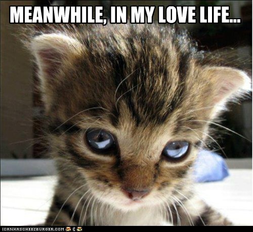 Lolcats - love - Page 9 - LOL at Funny Cat Memes - Funny cat pictures ...