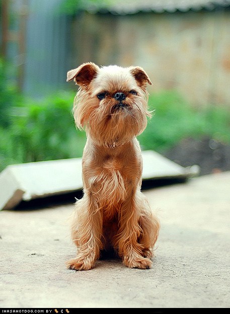 I Has A Hotdog - Brussels Griffons - Funny Dog Pictures | Dog Memes ...