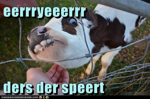 Derp - cow - Derp Face Derps - hurr durr derp face - derp - Cheezburger