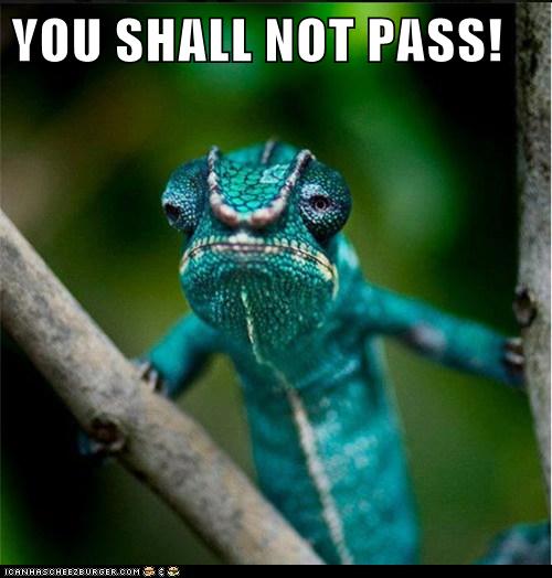 Animal Comedy - lizard - Page 6 - Animal Comedy - Animal Comedy, funny ...