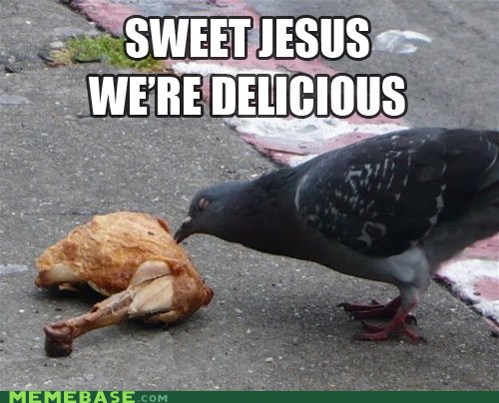 Now I Feel Bad for Squawking at Them - Memebase - Funny Memes