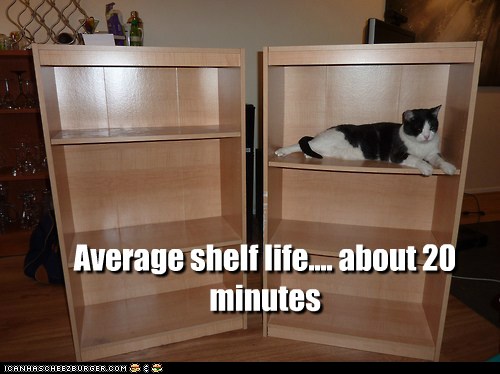 Average shelf life.... - Lolcats - lol | cat memes | funny cats | funny ...