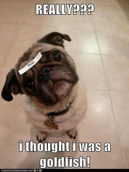 Identity Crisis - I Has A Hotdog - Dog Pictures - Funny pictures of ...