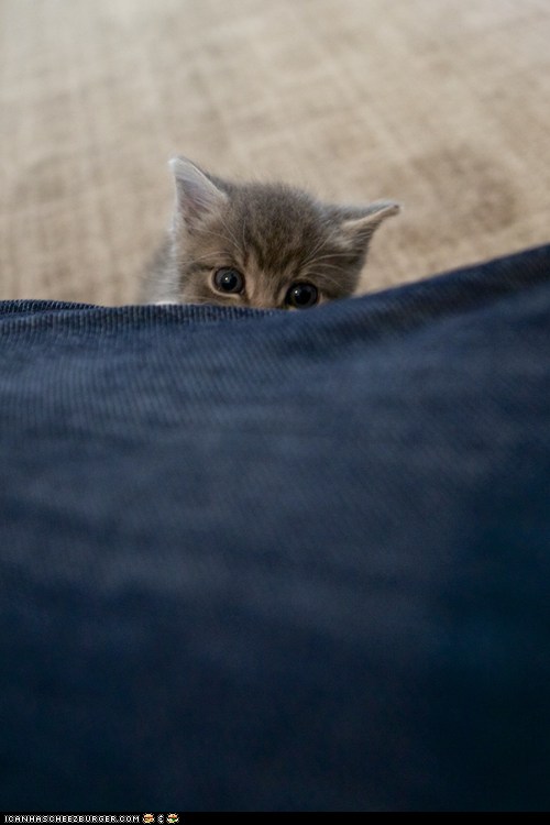 Cyoot Kitteh of teh Day: Lil' Peeker - I Can Has Cheezburger?