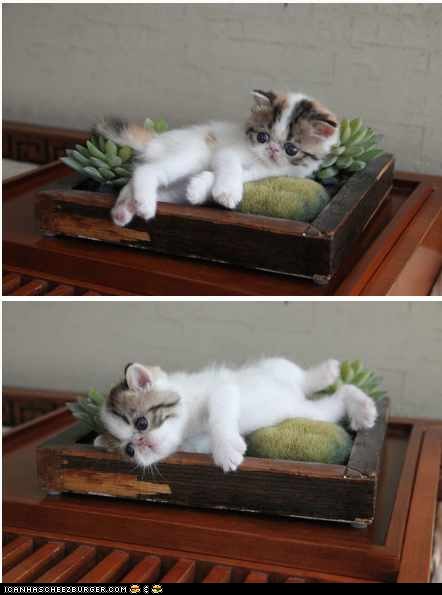 Cyoot Kitteh of teh Day: Iz Praktise Bein Catkus! - I Can Has Cheezburger?