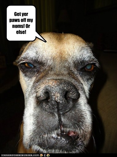 Paws Off - I Has A Hotdog - Dog Pictures - Funny pictures of dogs - Dog ...