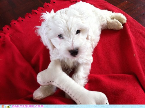 Reader Squee: Horace and His Bone - Daily Squee - Cute Animals - Cute ...