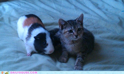 Reader Squee: Interspecies Family - Daily Squee - Cute Animals - Cute ...