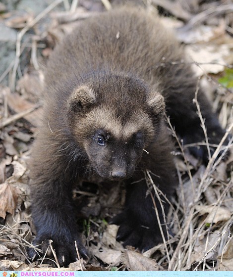 Squee Spree: Baby Squeeverine - Daily Squee - Cute Animals - Cute Baby ...