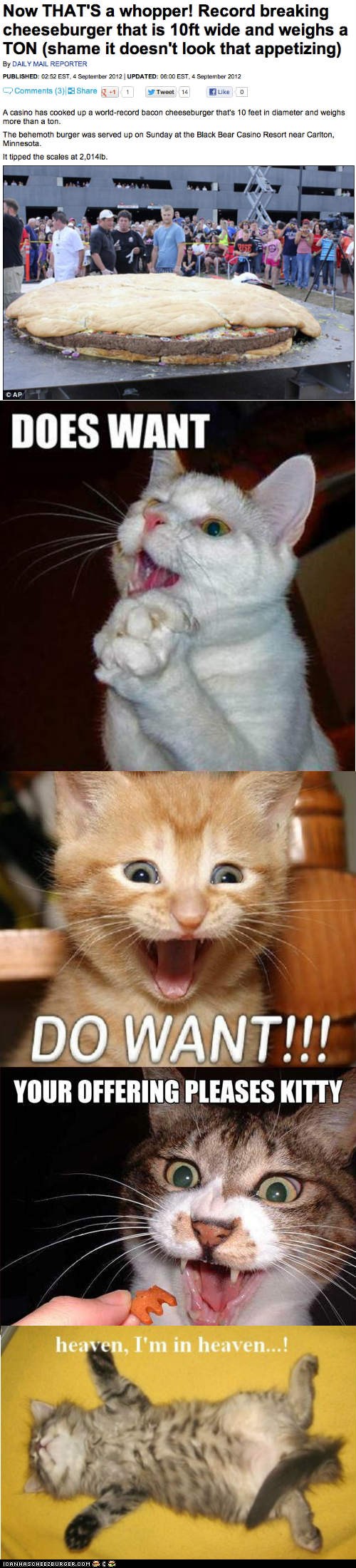 I Can Has Cheezburger? - world records - Funny Animals Online - Cheezburger