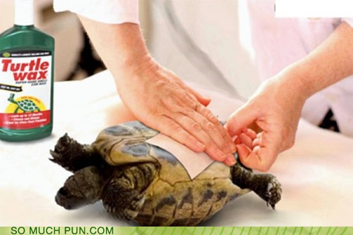 Puns - turtle - Funny Puns - Pun Pictures - Cheezburger