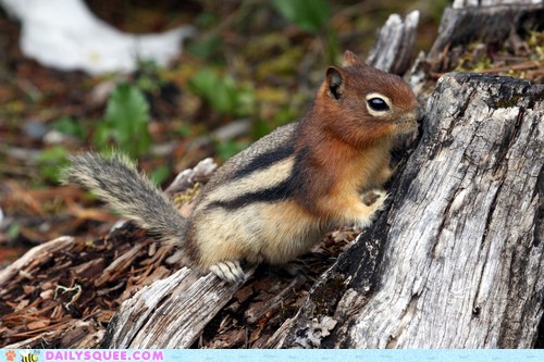 Squeek Squeeker Squeekums - Daily Squee - Cute Animals - Cute Baby ...