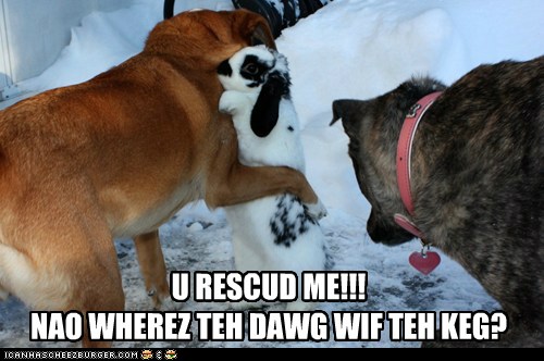 I Like Being Rescued by Brandy - Animal Comedy - Animal Comedy, funny ...