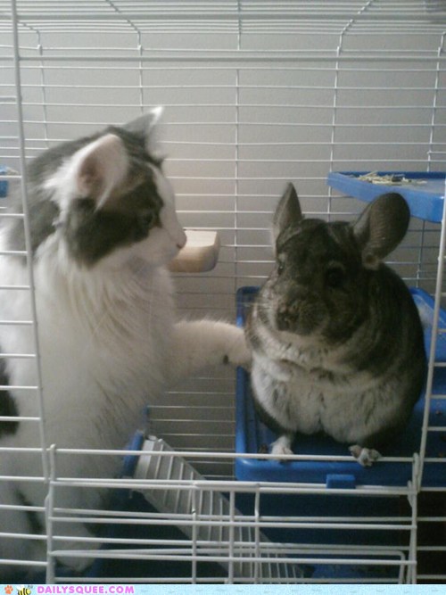 Reader Squee: Chinny and Kitty! - Daily Squee - Cute Animals - Cute ...