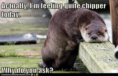 This is Prety Much as Good as it Gets - Animal Comedy - Animal Comedy ...