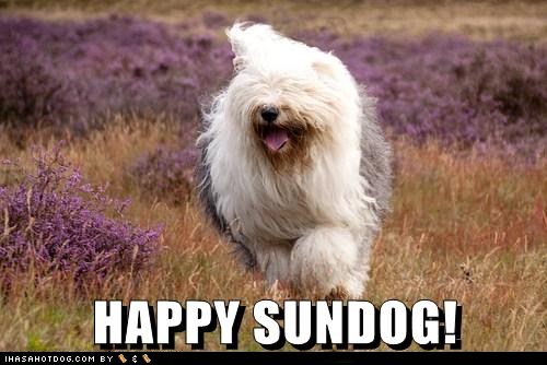 What Does Happy Sundog Mean