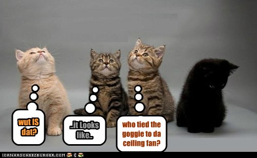 Lolcats - basement cat - Page 7 - LOL at Funny Cat Memes - Funny cat ...