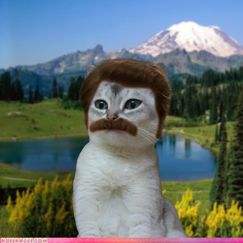 Ron Swanson as a Cyoot Kitteh! - Pop Culture - funny celebrity pictures