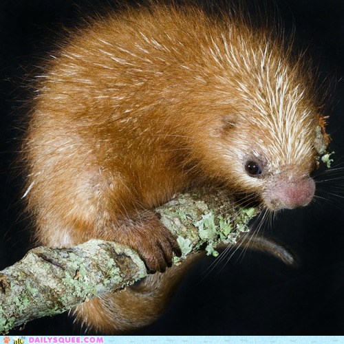 Whatsit: Prickly Squirrel - Daily Squee - Cute Animals - Cute Baby ...