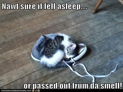 Nawt sure if fell asleep.... or passed out frum da smell! - Lolcats ...