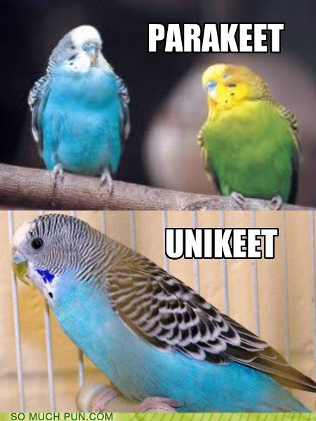 Puns - parakeet - Funny Puns - Pun Pictures - Cheezburger