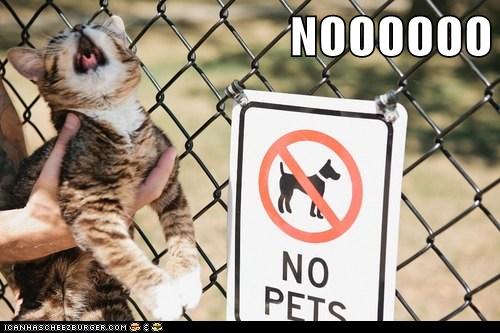 NOOOOOO - Lolcats - lol | cat memes | funny cats | funny cat pictures ...