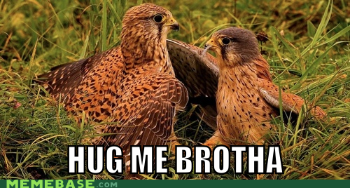 I Can Has Cheezburger? - hug - Page 7 - Funny Animals Online - Cheezburger