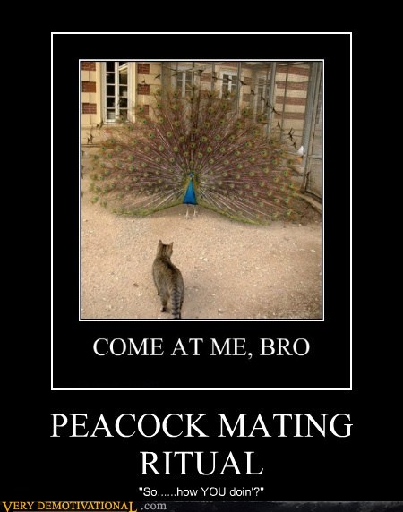 PEACOCK MATING RITUAL - Very Demotivational - Demotivational Posters ...