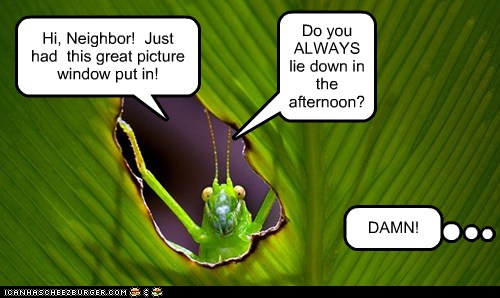 Hi, Neighbor! - Animal Comedy - Animal Comedy, funny animals, animal gifs