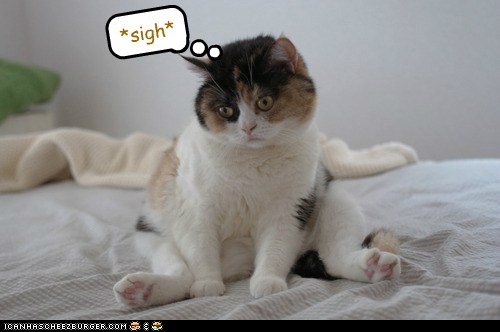 Lolcats - ennui - LOL at Funny Cat Memes - Funny cat pictures with ...