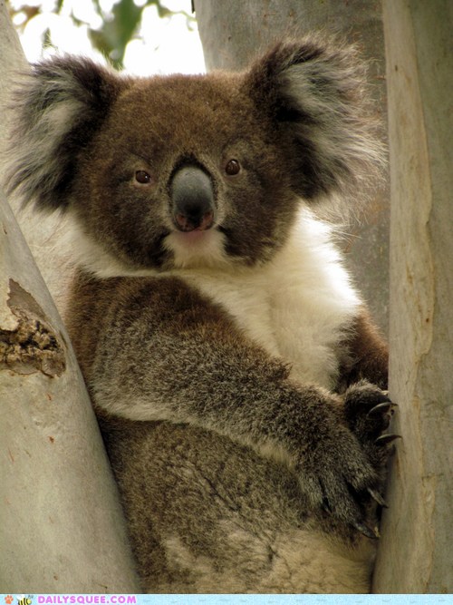 Floofy Ears - Daily Squee - Cute Animals - Cute Baby Animals - Cute ...