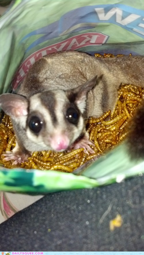 Daily Squee - Page 3 - Cute Animals in the Cutest Pictures Ever and ...