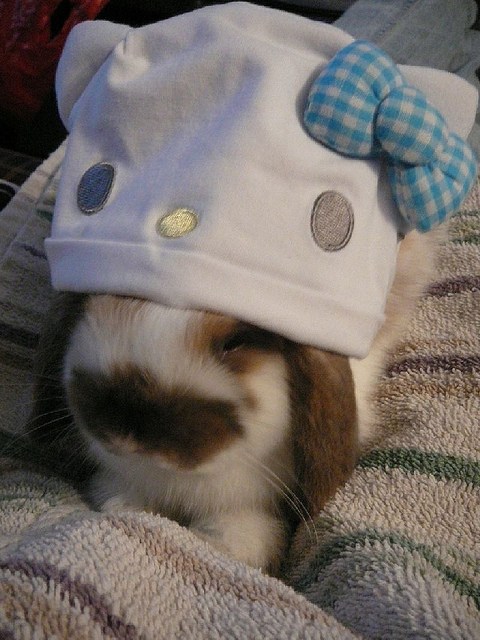 Bunday: Hello... Bunny? - Daily Squee - Cute Animals - Cute Baby ...