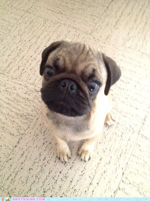 Reader Squee: Cutest Four-Month-Old EVER! - Daily Squee - Cute Animals ...