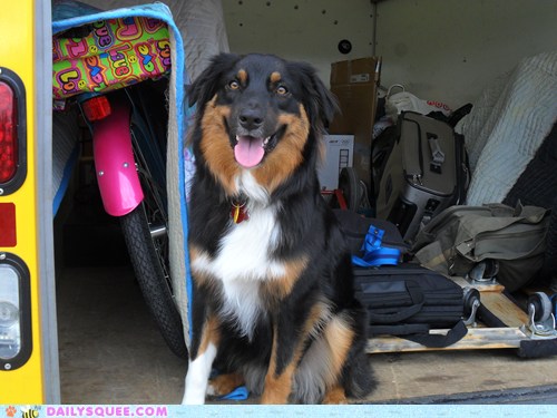 Reader Squee: Road Trip? - Daily Squee - Cute Animals - Cute Baby ...